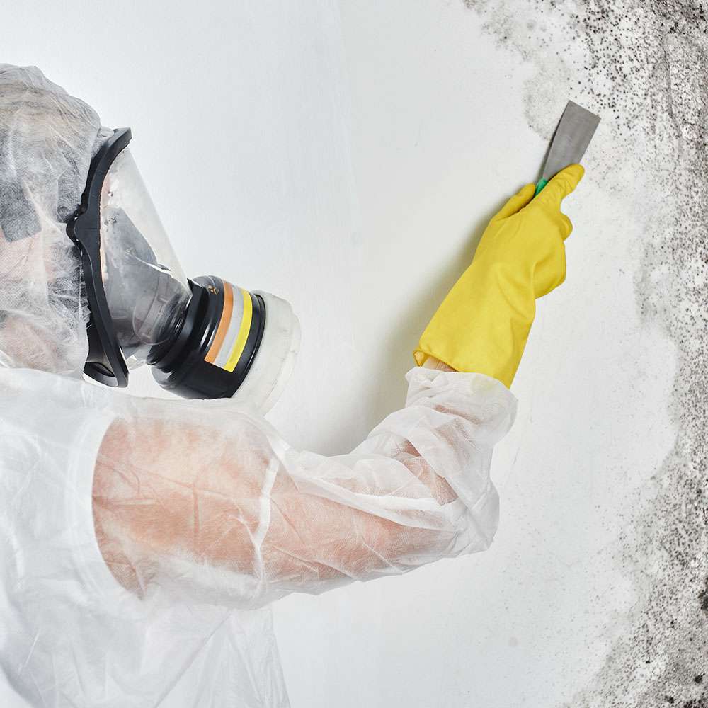 Mold Inspection | All Dry Services of East Tennessee